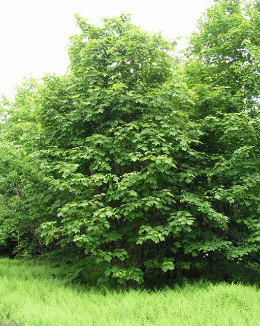 Hiker's Guide to the Trees, Shrubs and Vines of Ricketts Glen State ...