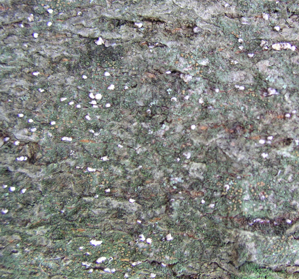 Hiker's Guide to the Trees, Shrubs and Vines of Ricketts Glen State ...