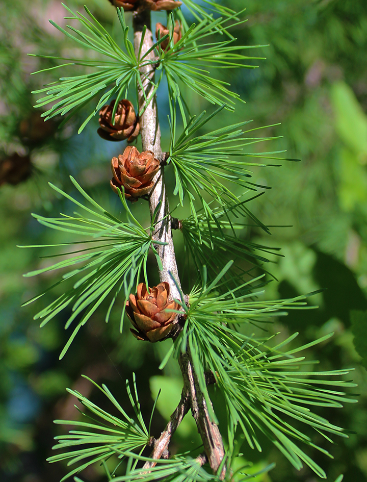 Hiker's Guide to the Trees, Shrubs and Vines of Ricketts Glen State ...